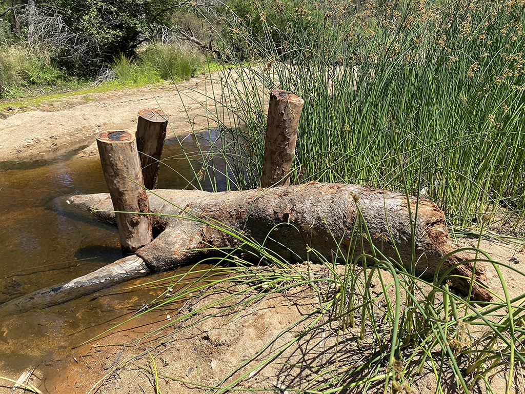 Beveridge to Albury: Improving fish habitat - Inland Rail